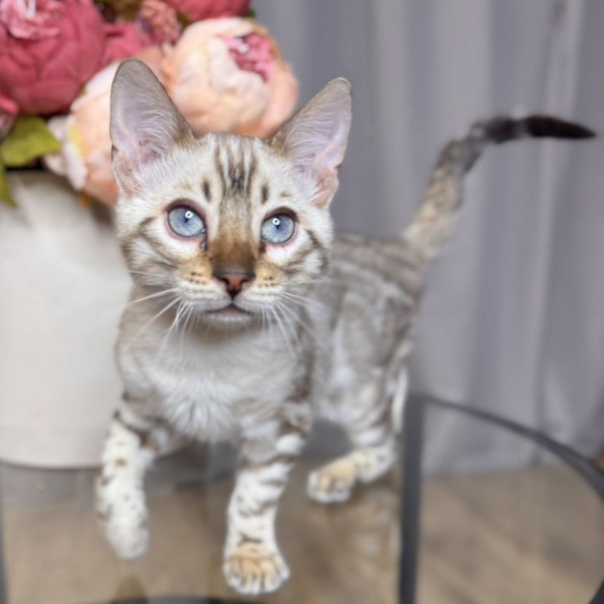 Мальчик линкс