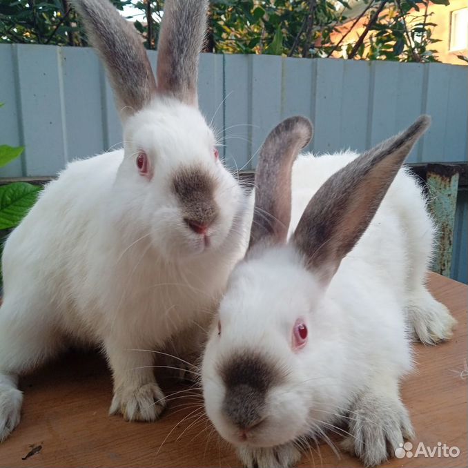 Калифорнийские кролики