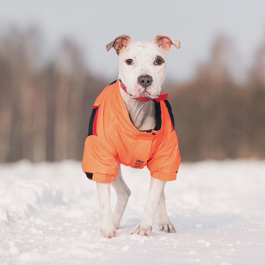 Лютик, американский стаффордширский терьер 2 года