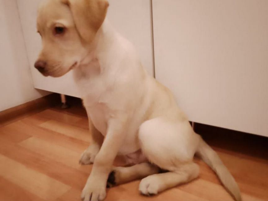 Собака (Лабрадор) в добрые руки отдам бесплатно