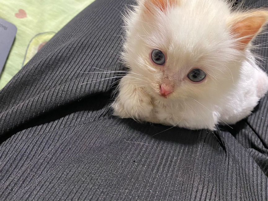 Пристраиваю котенка
