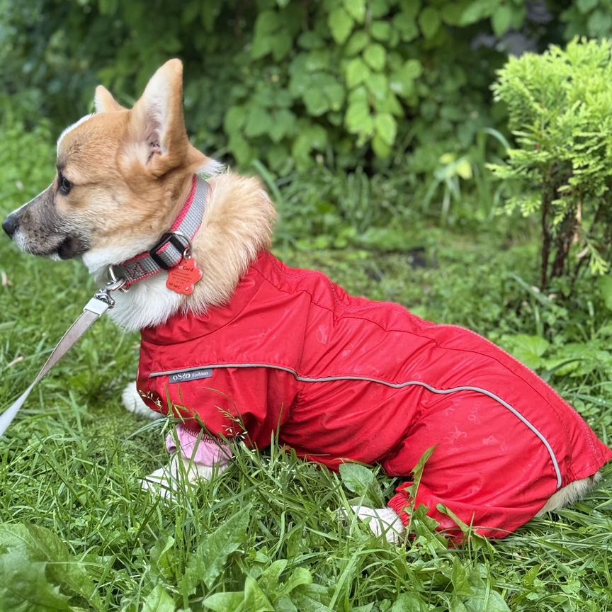 Комбинезон для собак новый