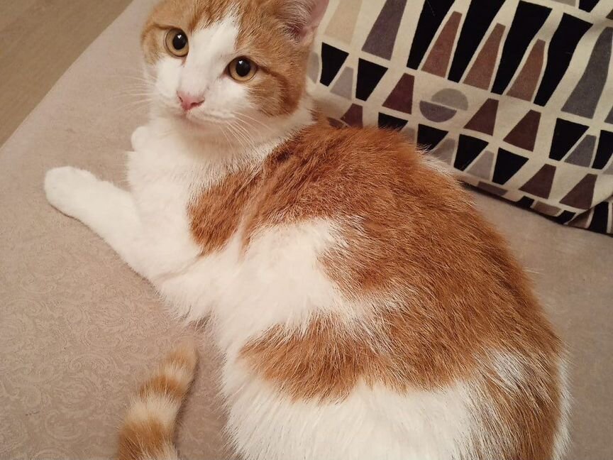 Рыжий котик 7 мес
