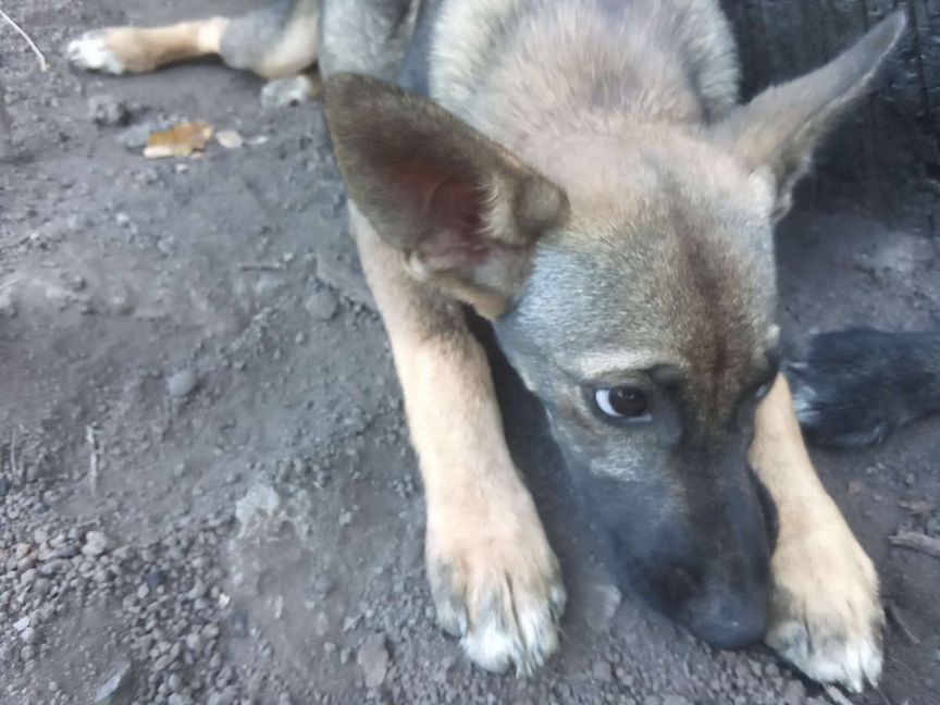 Щенок с белой грудкой 3,5 месяца. Будет до 14кг