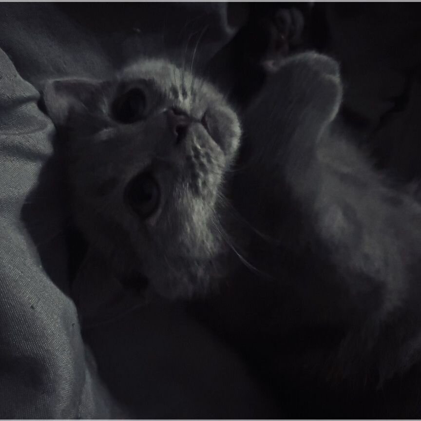 Британский короткошёрстный котёнок