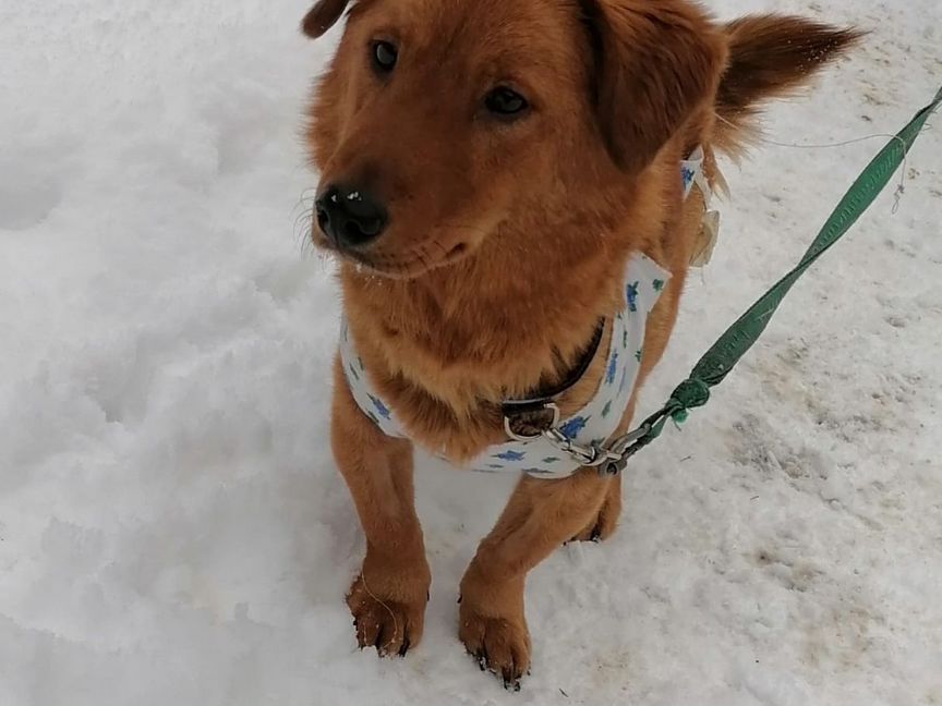 Маленькая красавица Дейзи