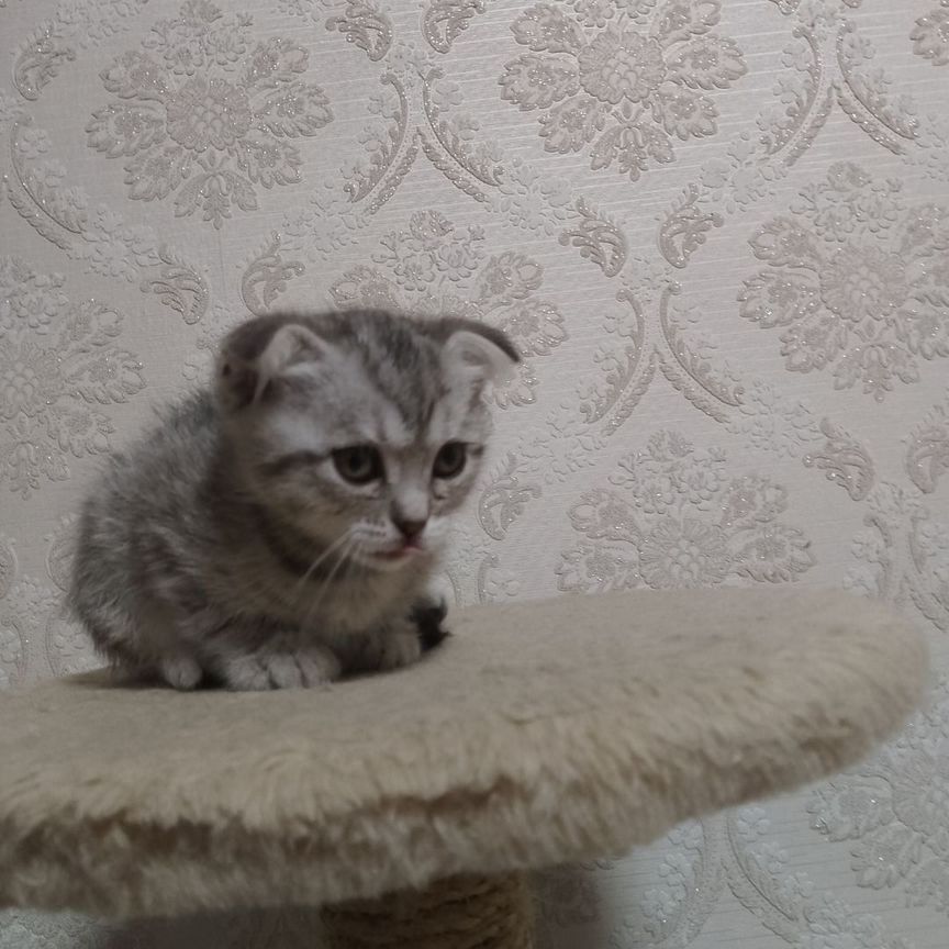 Котята в добрые руки бесплатно девочка и мальчик