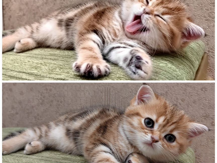 Шотландские вислоухие котята мраморные