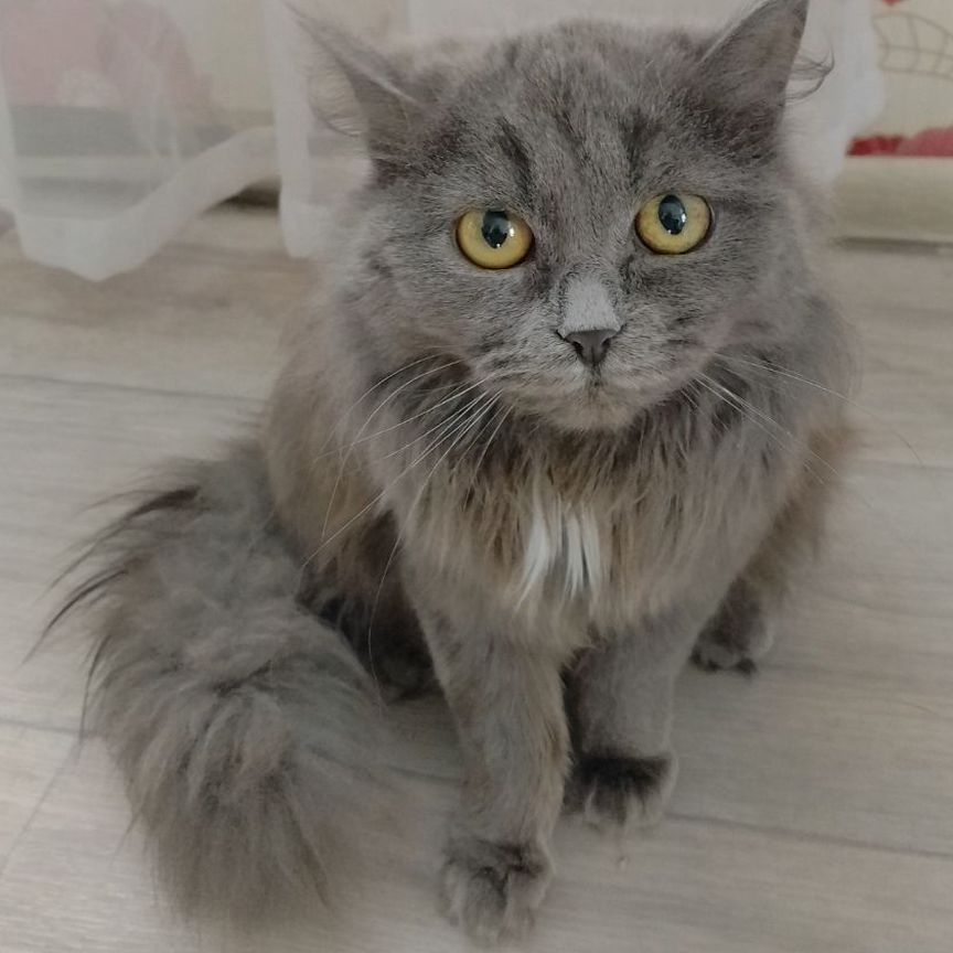 Взрослая кошка от частного владельца