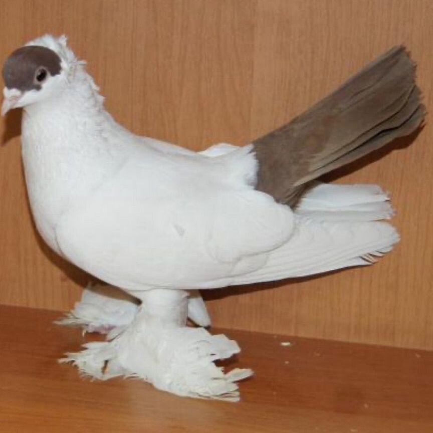 Голубь
