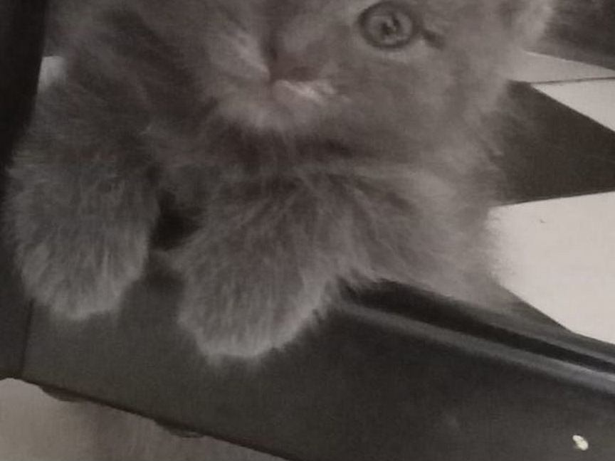 Котёнок ищет дом