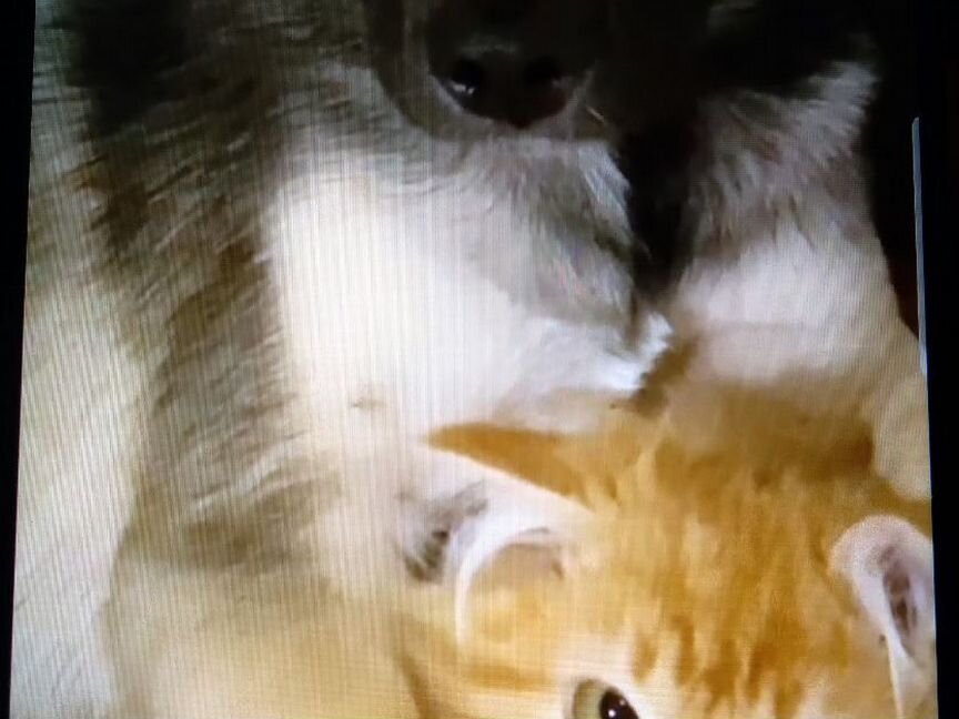 Два детства в одной клетке