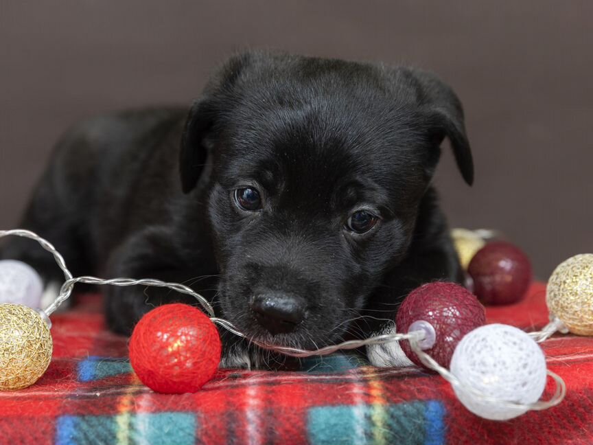 Девочка щенок лабрадористого типажа
