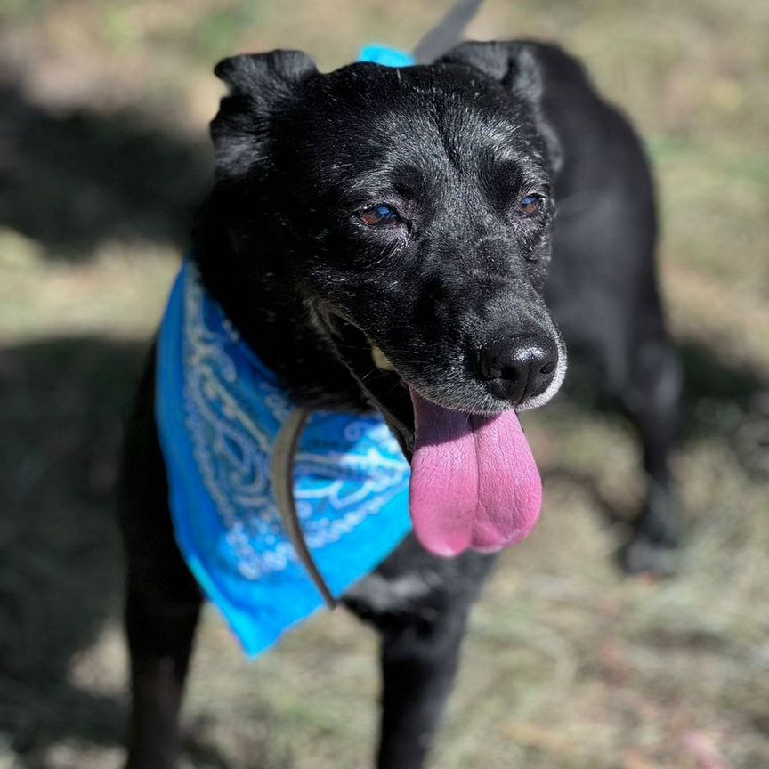 Собака Милая Тучка