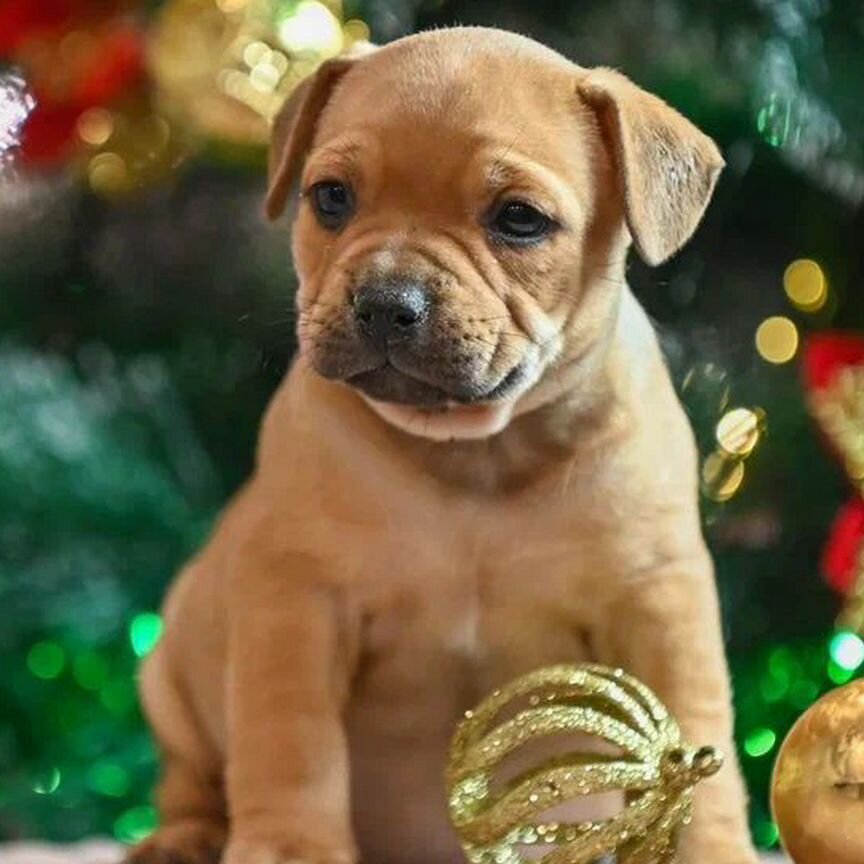 Цвергпинчер, щенок