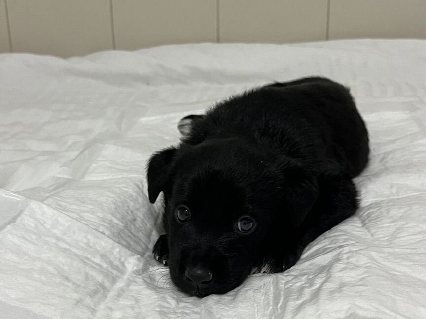 Щенки в добрые руки