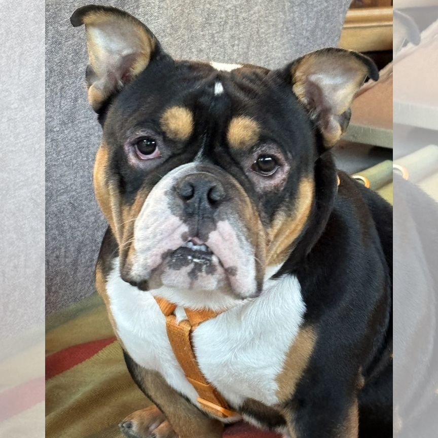 Американский булли, щенок
