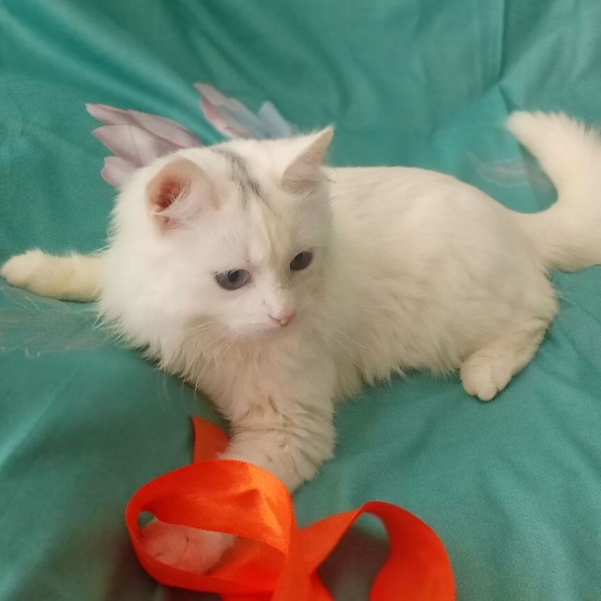 Турецкая ангора котёнок
