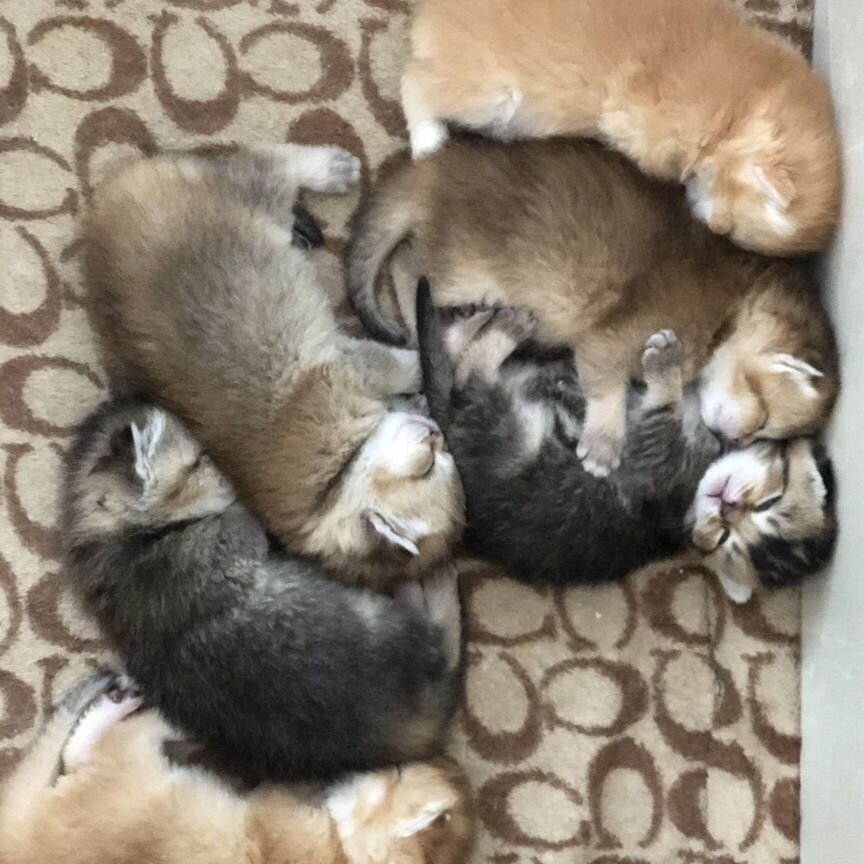 Шотландский вислоухий короткошёрстный котёнок