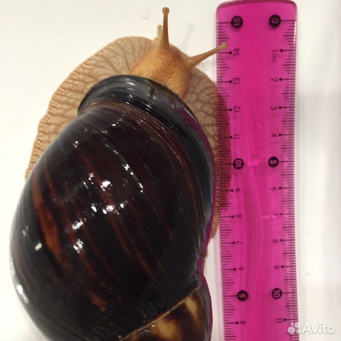 Улитка ахатина большая