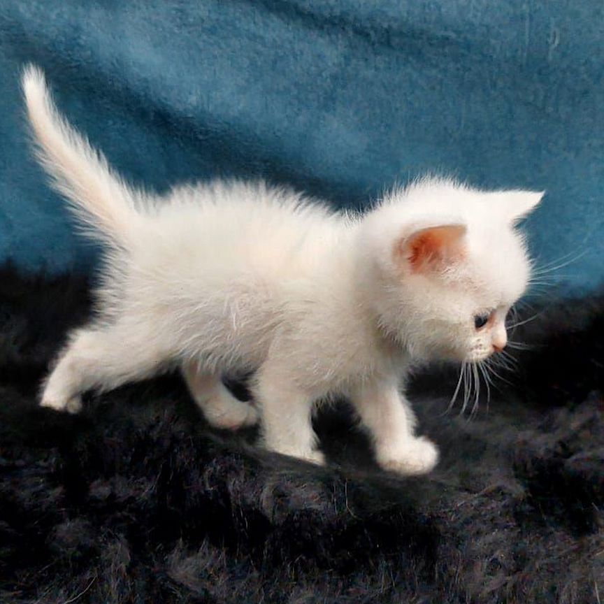 Британский котёнок