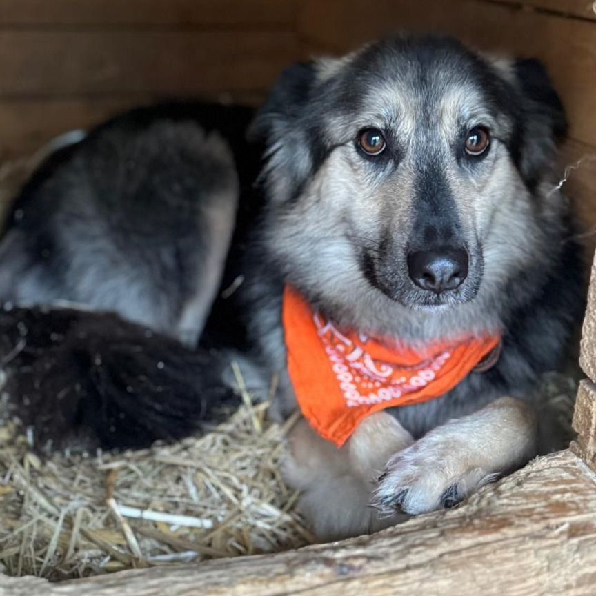 Взрослая собака в добрые руки