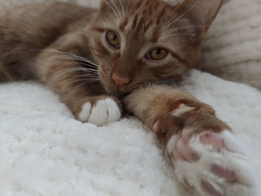 Спасём Макса