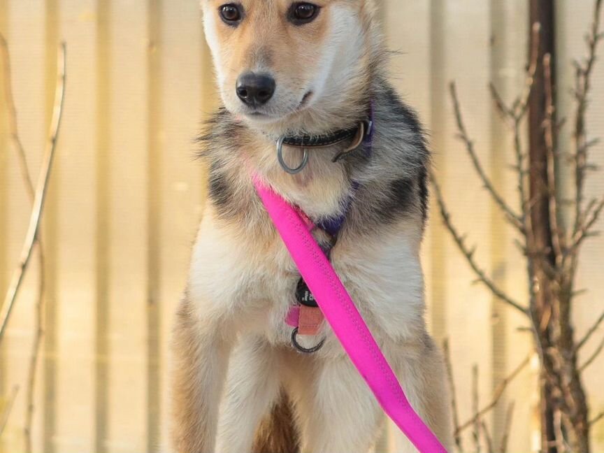 Чудесная щенуля ищет себе добрую Семью