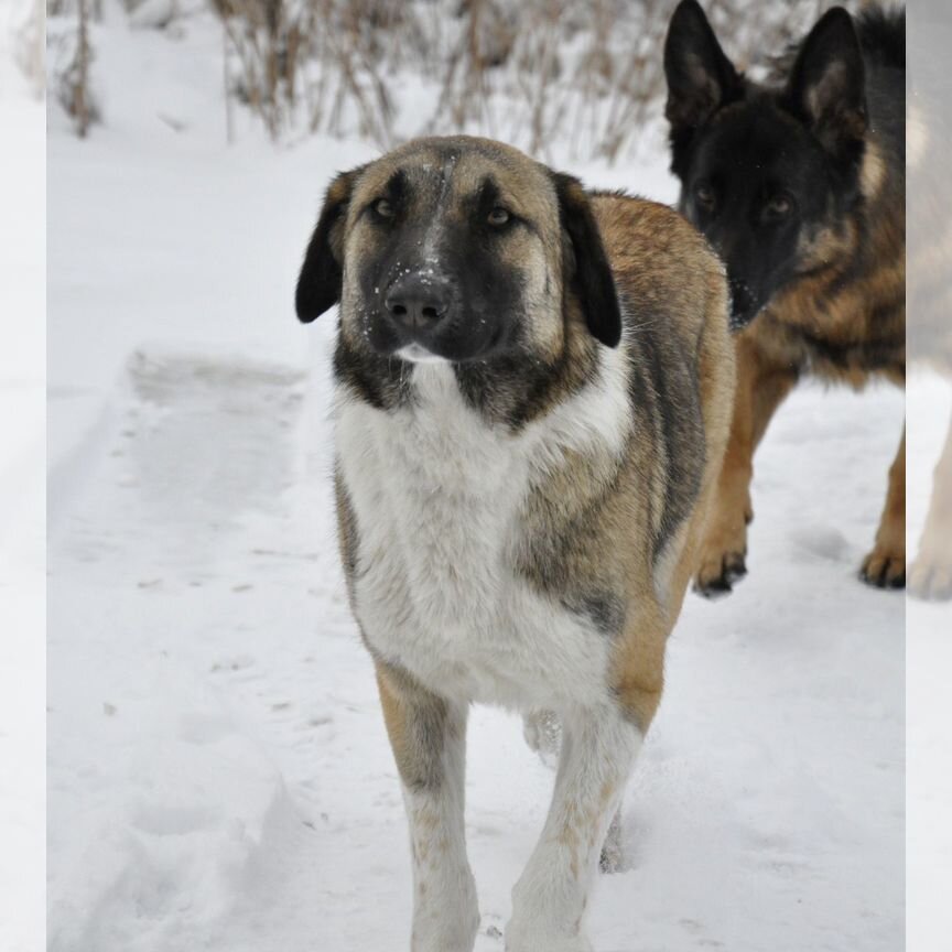 Взрослая собака в добрые руки