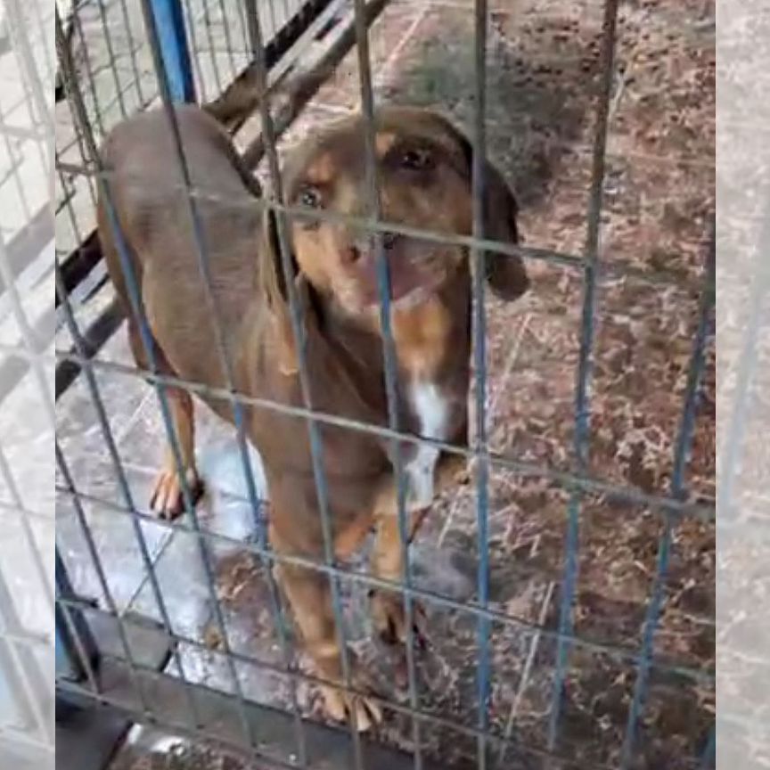 Взрослая собака в добрые руки