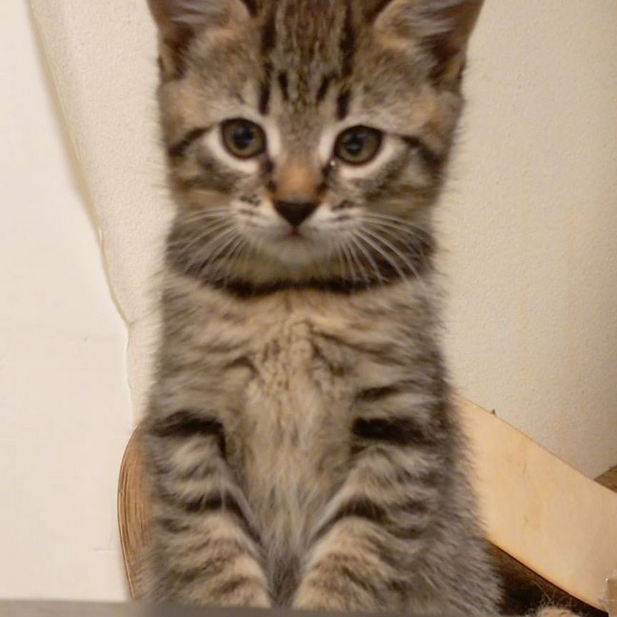 Кошечка - Тигруля