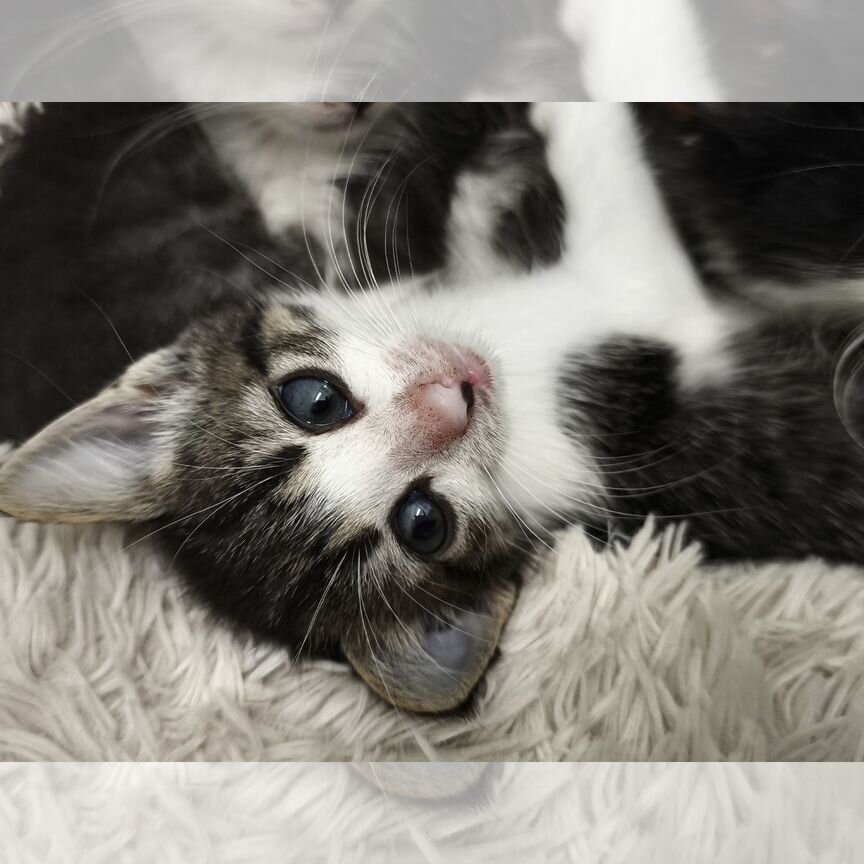 Котенок мальчик в добрые руки