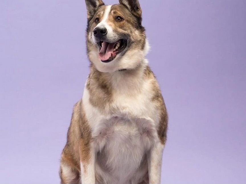 Собака в добрые руки