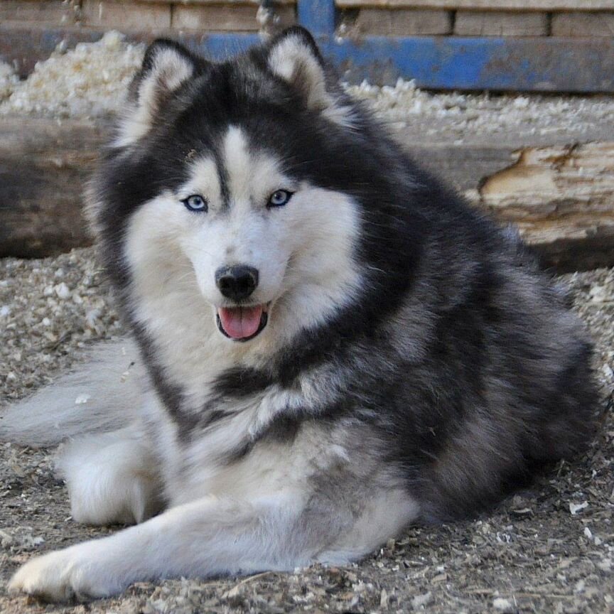 Взрослая собака в добрые руки