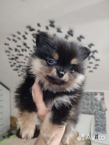 Куколка милашка