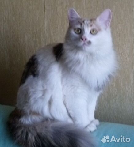 Котейка в поисках семьи