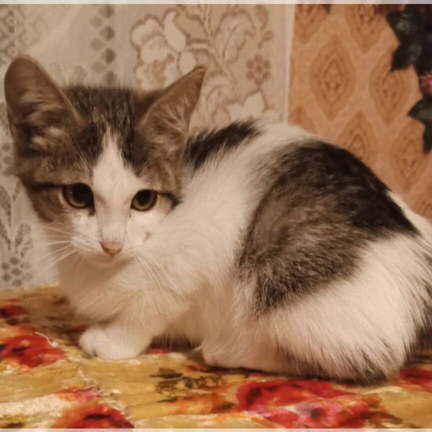 Котенок ищет дом