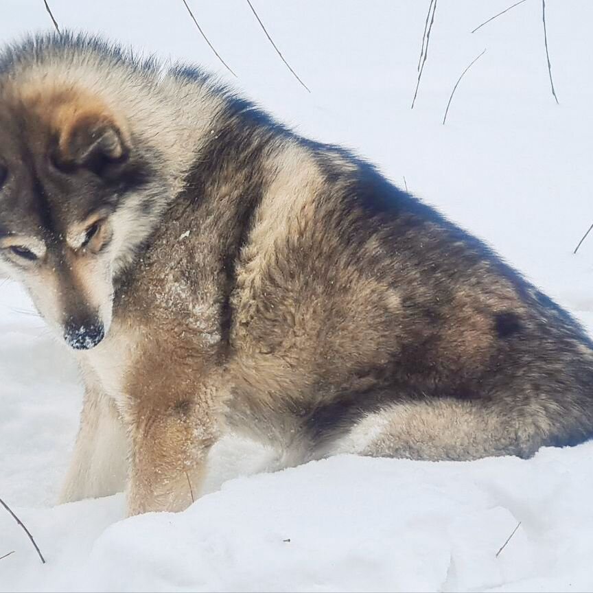 Вязка лайка