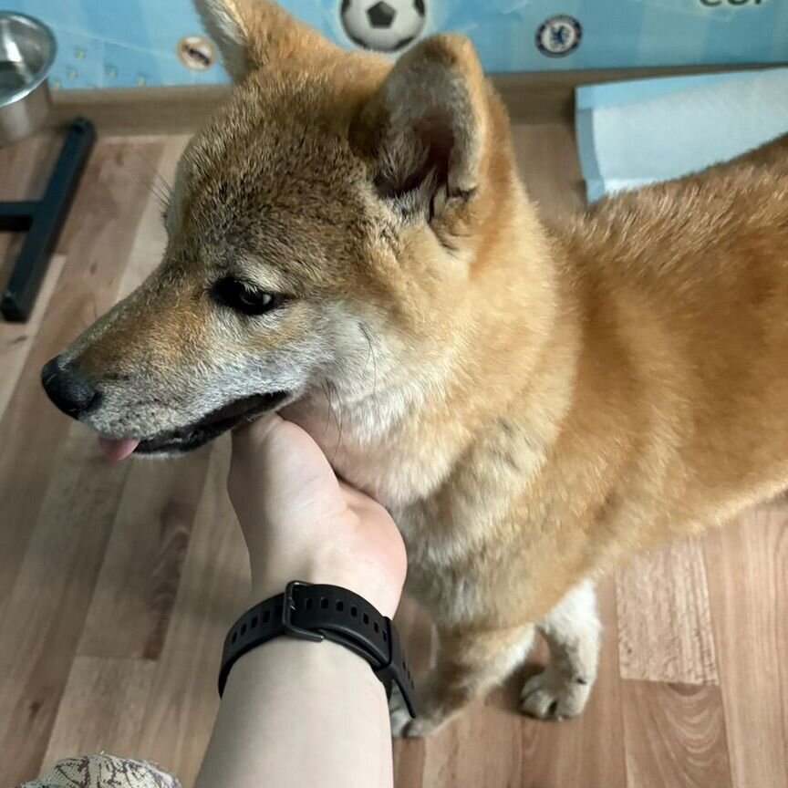 Сиба ину 6 месяцев