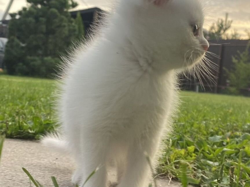 Котята шотландские вислоухие + метис