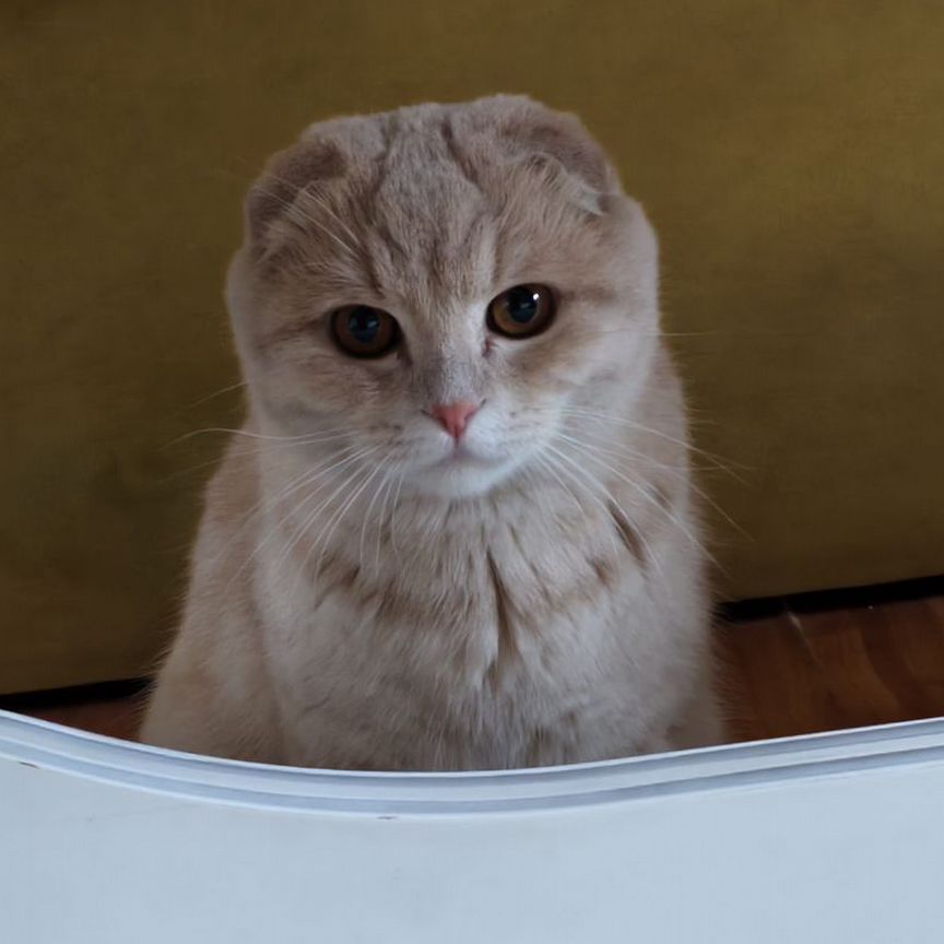 Шотландский вислоухий короткошёрстный котёнок