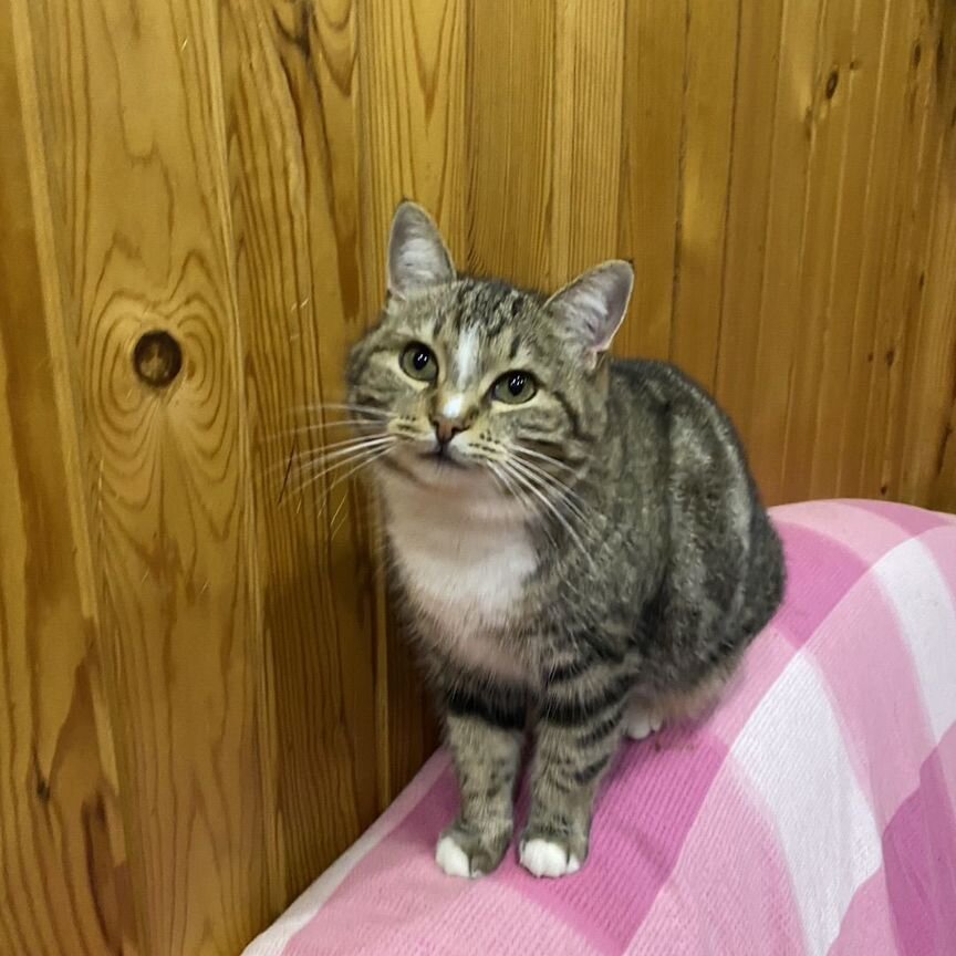 Кошечка Альфа в добрые руки