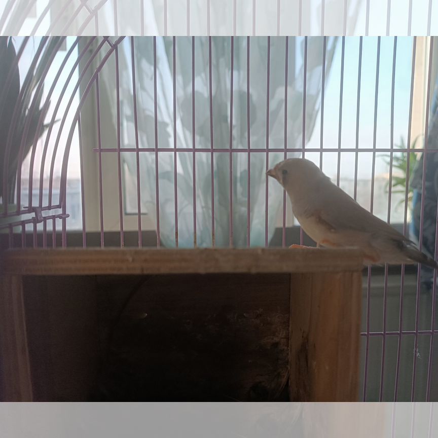 Зебровые амадины. Мальчик