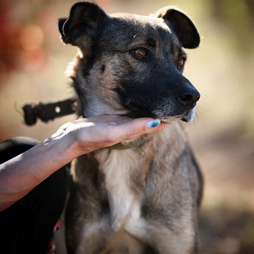 Красавица Дженни в поисках дома
