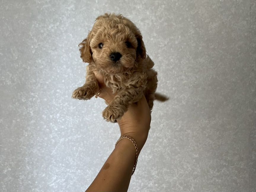 Мальтипу ф1 мальчик кудряшка супер малыш