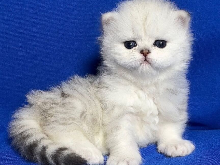 Персидская шиншилла, мальчик