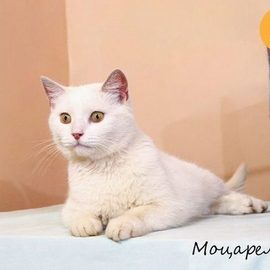 Кошечка Моцарелла ищет дом