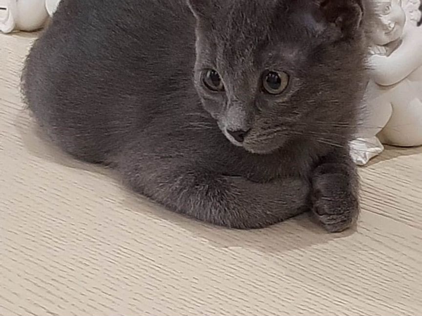 Котенок шеба серый