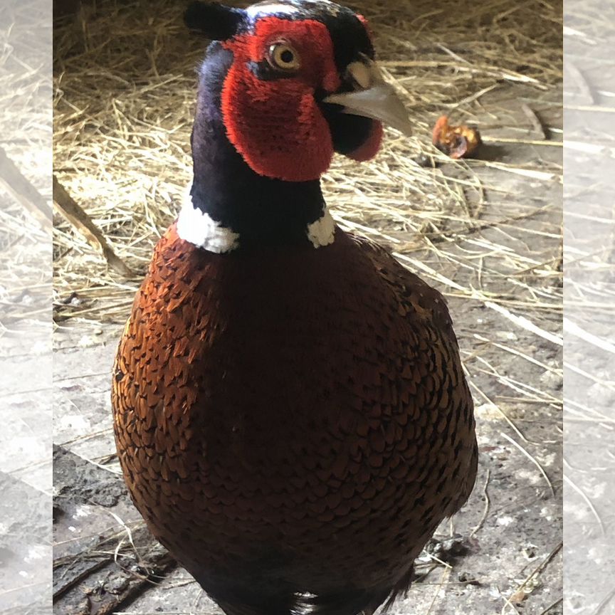 Фазан охотничий