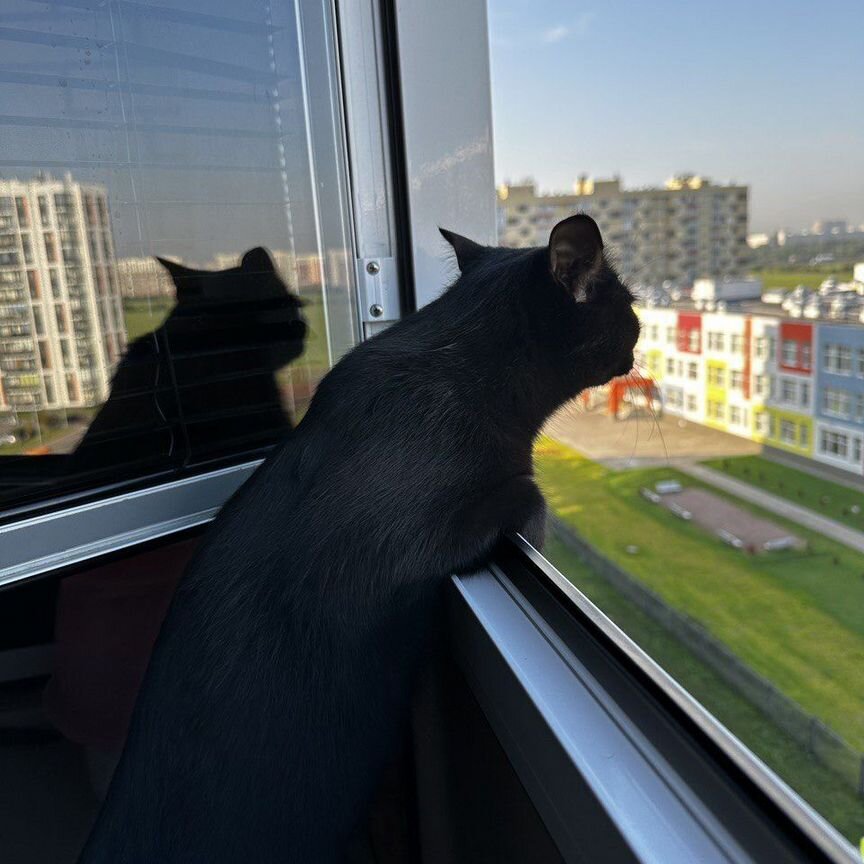 Черная кошка